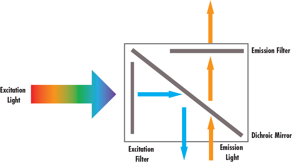 Introduction to Fluorescence Filters: Principles, Selection, and ...